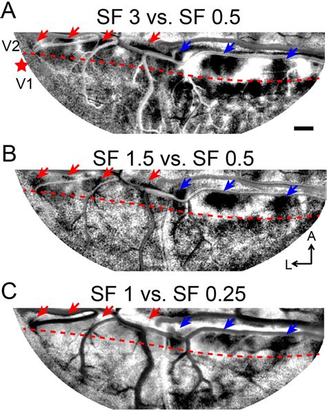 Figures And Data In Spatial Frequency Representation In V2 And V4 Of