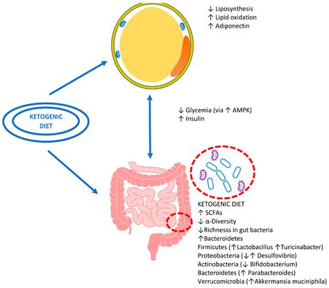 Clostridium Butyricum Strain Miyairi 588 Cbm588 As A Precision