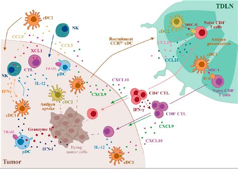 Figure 1 From Functional Role Of Dendritic Cell Subsets In Cancer