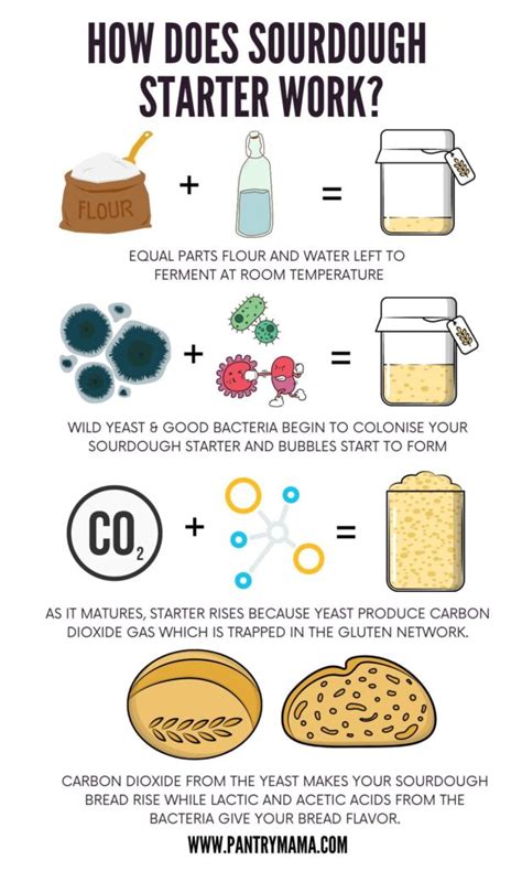 How Does Sourdough Starter Work [science Of Sourdough] The Pantry Mama