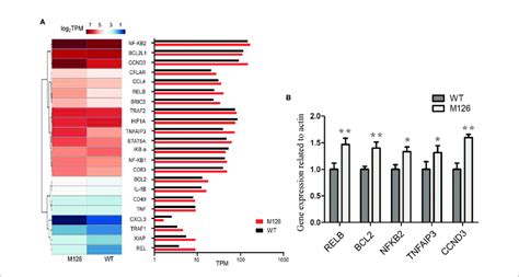 G126d Leads To Upregulation Of Some Downstream Targets Of Nf Kb Download Scientific Diagram