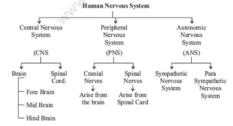 Cbse Class 10 Science Control And Coordination Notes Set C