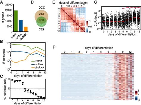 Circular RNAs Exhibit Limited Evidence For Translation Or Translation Regulation Of The MRNA