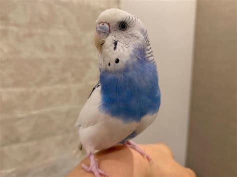 お尻に腫瘍のある水色のセキセイインコを捜しています