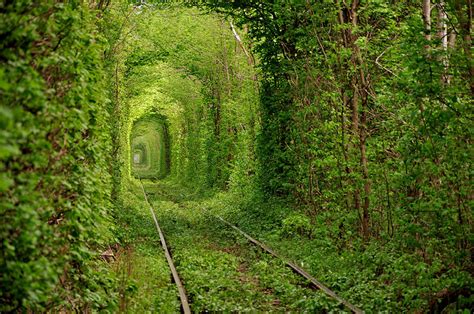 Magical Tree Tunnels You Should Definitely Take A Walk Through Bored Panda