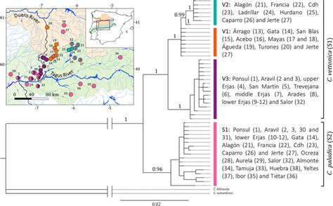 Phylogenetic Tree Based On Bayesian Inference For The Mitochondrial