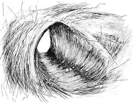 Funnel Web Spiders Facts Prevention Spider Control