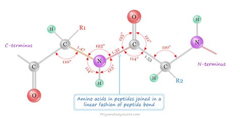 Peptides List Benefits Structure Sources Uses