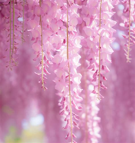 Wisteria Floribunda Pink Pink Wisteria Japanese Pink Wisteria
