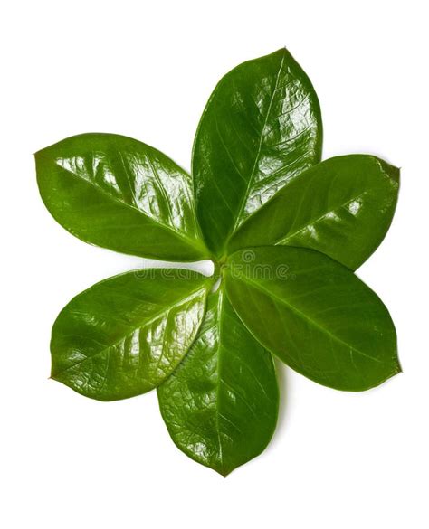 Green Leaf Composition Stock Image Image Of Tree Composition 32808777