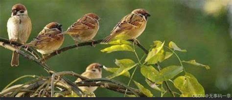 麻雀搜索算法（ssa）优化支持向量机原理及matlab代码复现麻雀搜索算法matlab代码 Csdn博客