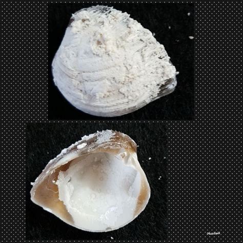 Agatized Fossil Shell Food Desserts Fossil