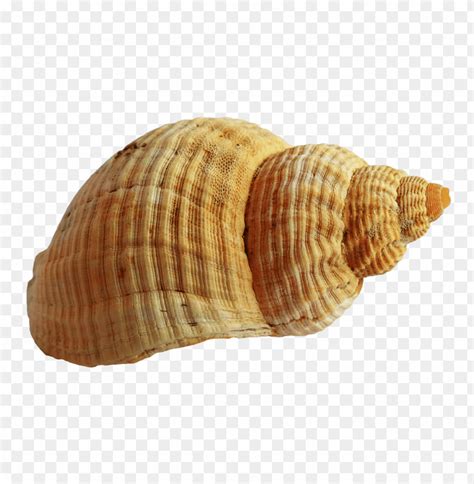 Curved Shell Png Cutout Png And Clipart Images Toppng