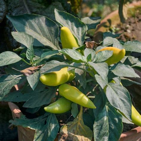 Growing Jalapeños In Pots 7 Steps for a huge harvest Flourishing Plants