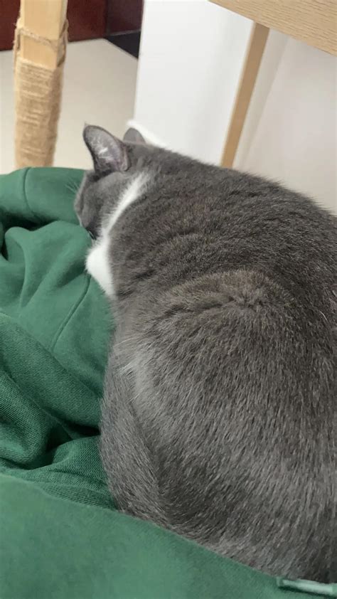 判断猫猫是否爱你的10大表现 知乎
