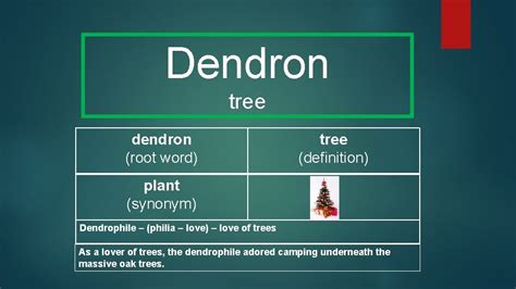 Dendron Tree Dendron Root Word Tree Definition Plant Dendron Tree Dendron Root Word Tree Definition Plant