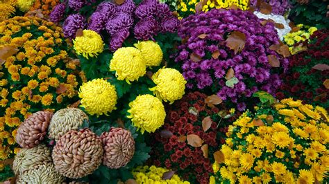 How To Grow Chrysanthemums Expert Advice Homes And Gardens