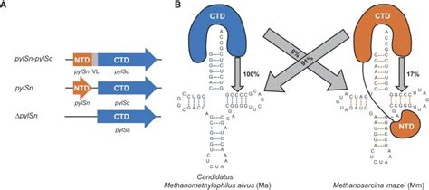 Trna Shape Is An Identity Element For An Archaeal Pyrrolysyl Trna Synthetase From The Human Gut