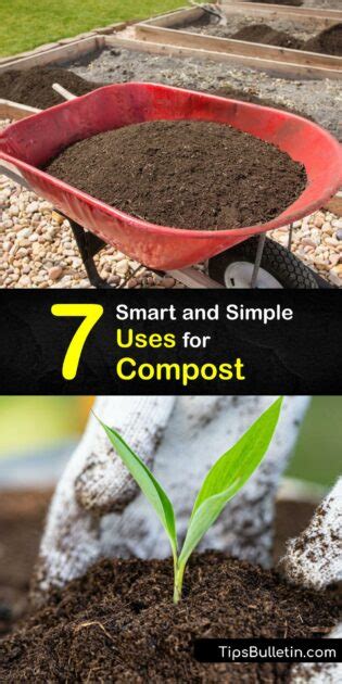 Using Compost In The Garden Why Your Plants Love Compost