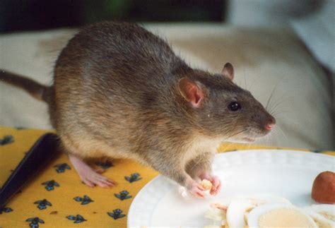 File Rat Agouti Wikipedia