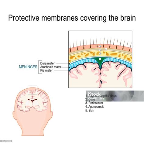 Protective Membranes Covering The Brain Stock Illustration Download