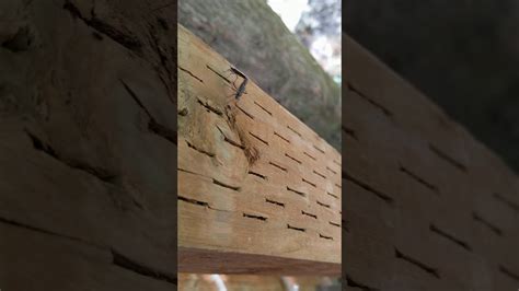 Bugs Having Sex Youtube