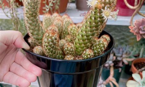 The Unique Lady Finger Cactus A Guide To Caring For This Quirky Plant