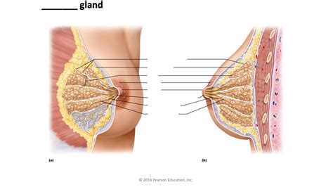 Mammary Gland Diagram Quizlet
