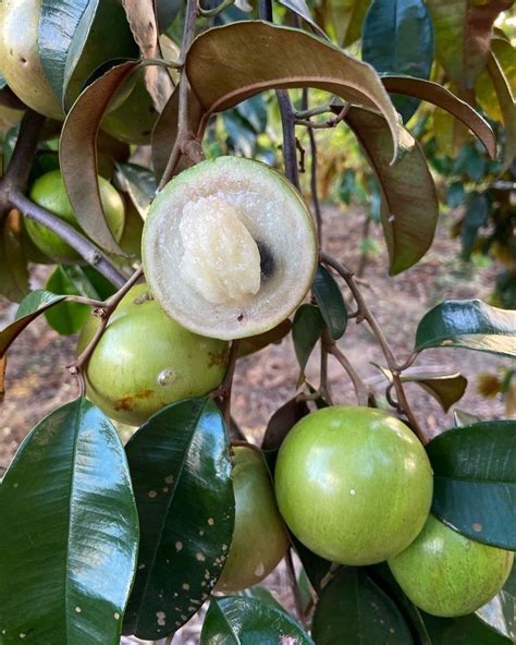 Caimito Frutas Tropicais Tropical Frutas