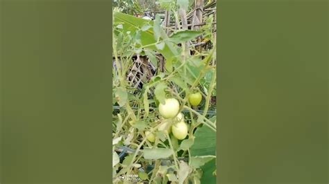 Tomatoe Tree 🥰 Youtube