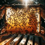 Beehive Frame Types An In Depth Guide