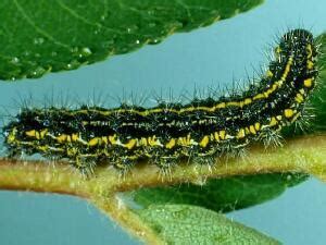 Moth Photographers Group Haploa Confusa 8112