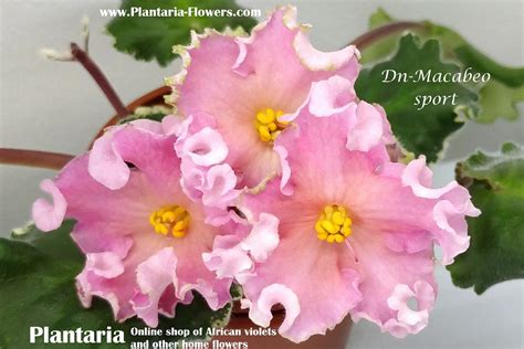 Dn-Macabeo sport – Plantaria – Online shop of African Violets ...