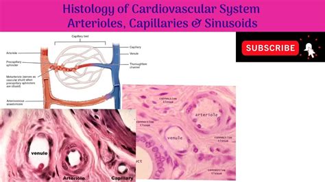 Fenestrated Capillary Histology