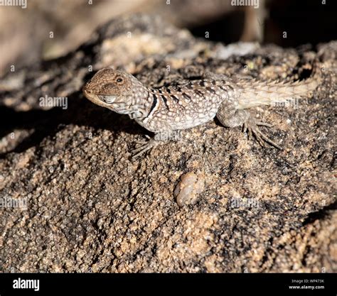 Parietal Eye Tuatara