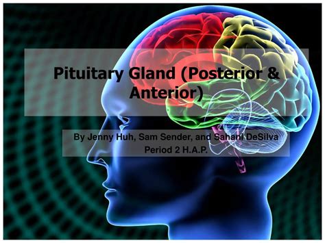 Ppt Pituitary Gland Posterior And Anterior Powerpoint Presentation