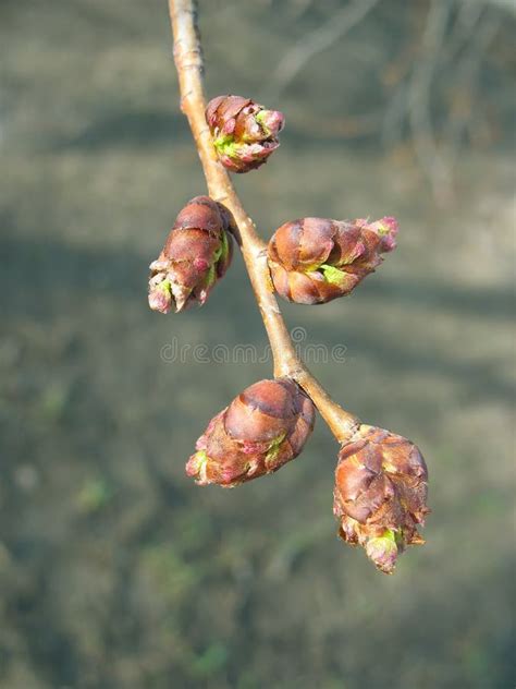 Spring Elm Twig With Melting Buds Stock Image Image Of Catkin Background 30646407