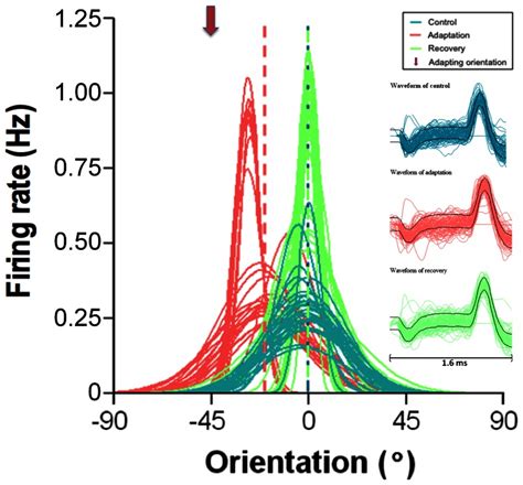 Adaptation Shifts Preferred Orientation Of Tuning Curve In The Mouse Visual Cortex Pmc