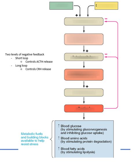 Diagram Of Physiology 2 Hpa Axis Quizlet