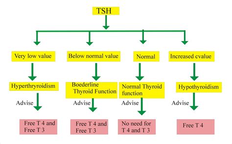 Thyroid Part 8 T3 Free Free Triodothyronine