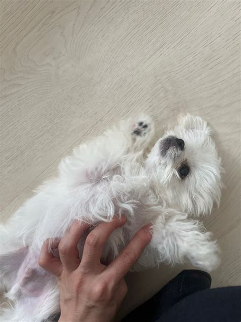 강아지 보고가셈 유머 움짤 이슈 에펨코리아