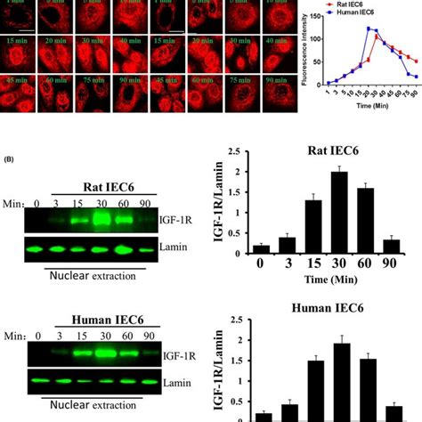 Nuclear Localization Of Igf‐1r Induced By Igf‐1 A The Cells Were