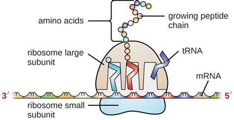 What Is The Role Of Trna In Protein Synthesis Brainly Trna Role Function And Synthesis Video