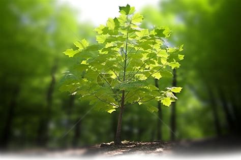 正在成长的树木幼苗高清图片下载 正版图片600435918 摄图网