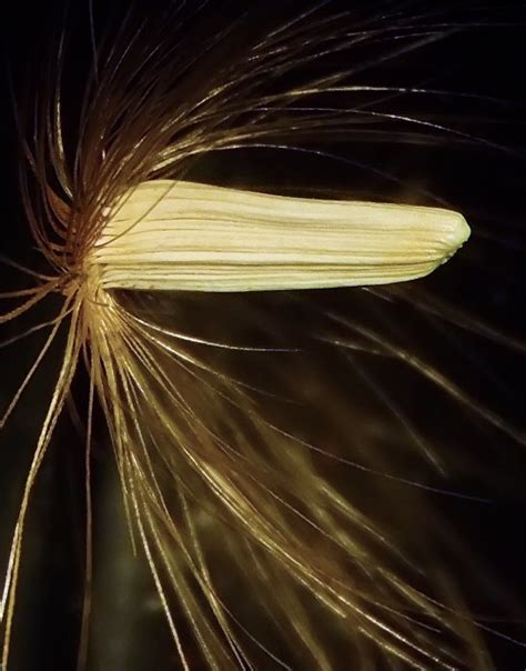 Synurus deltoides Изображение особи Плантариум