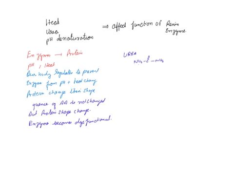 Solved Explain How Heat Urea And Ph Denaturation Affect The Function