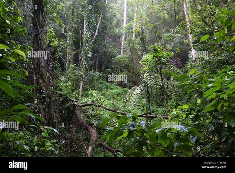 Philippine Jungle