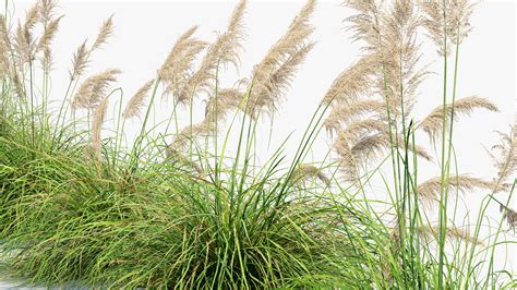 Cortaderia Selloana Pampas Grass 3d Model 03 Free 3d Model For Design