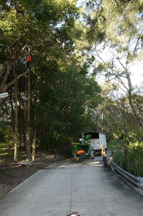 Tree Pruning Sydney Aura Tree Services