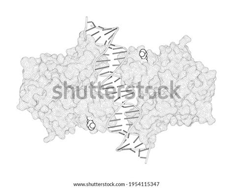 3d Rendering Line Drawing Biological Molecule Stock Illustration 1954115347 Shutterstock